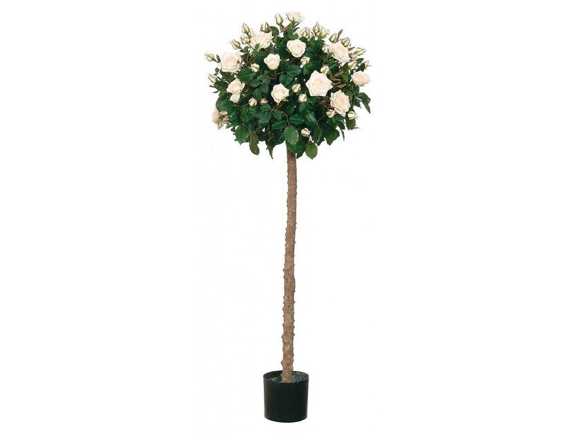 Olympic Party Hire | White Rose Bush Tree